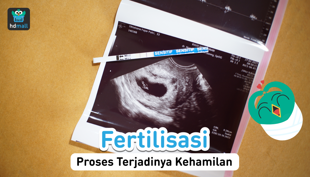 Proses Fertilisasi Hingga Terjadi Kehamilan | HDmall
